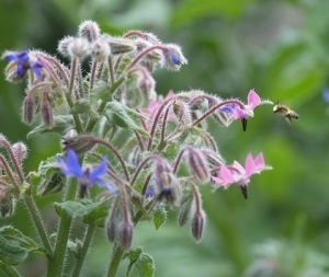 Borage: One of the Prettiest and Versatile Herbs in the Garden