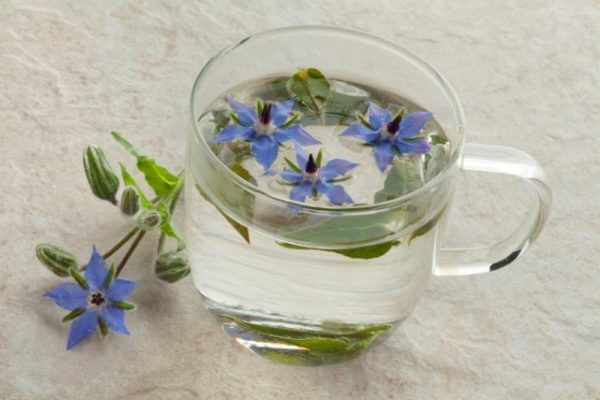 Borage: One of the Prettiest and Versatile Herbs in the Garden