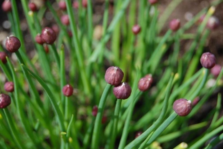 All About Chives: An Easy Way to add Taste and Texture to Meals