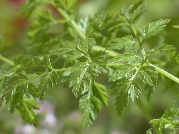 What Is Chervil? Discover The French Gourmet's Parsley