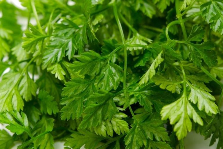 What Is Chervil? Discover The French Gourmet's Parsley