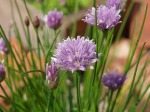 All About Chives: An Easy Way to add Taste and Texture to Meals