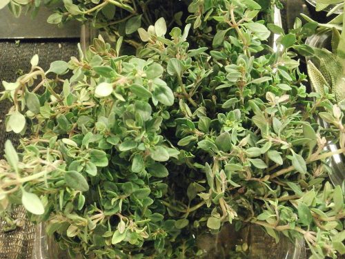 14 Varieties of Thyme: Choose Your Favorite Type For The Garden