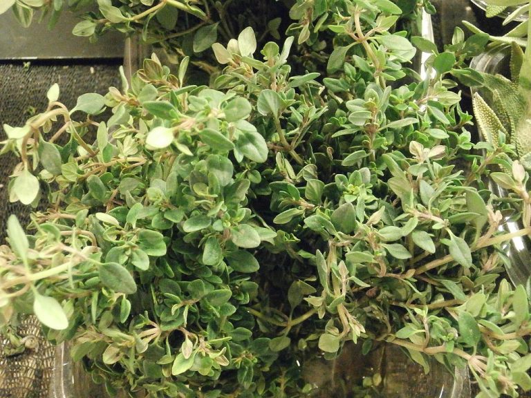 14 Varieties of Thyme: Choose Your Favorite Type For The Garden