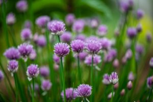 All About Chives: An Easy Way to add Taste and Texture to Meals