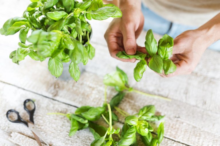 Cooking with Basil: How to Savor Summer’s Flavor