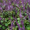 15 Types Of Basil To Add A Little Variety In Your Herb Garden