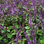 15 Types Of Basil To Add A Little Variety In Your Herb Garden