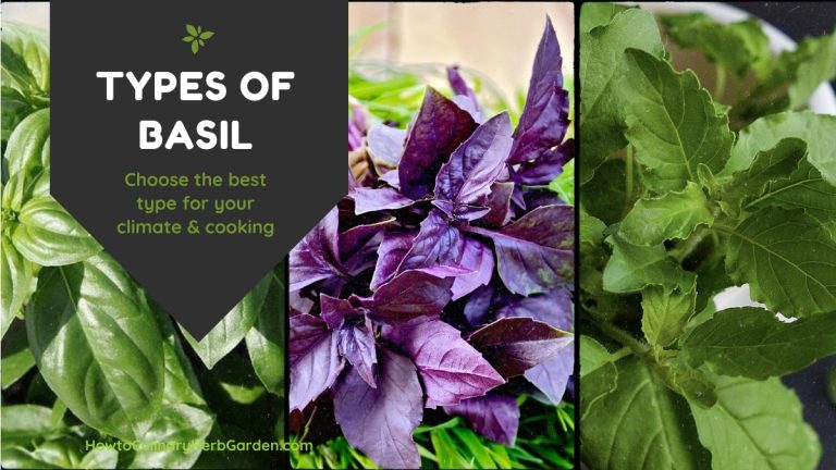 15 Types Of Basil To Add A Little Variety In Your Herb Garden