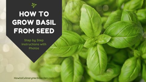 How to Grow Basil from Seed Indoors