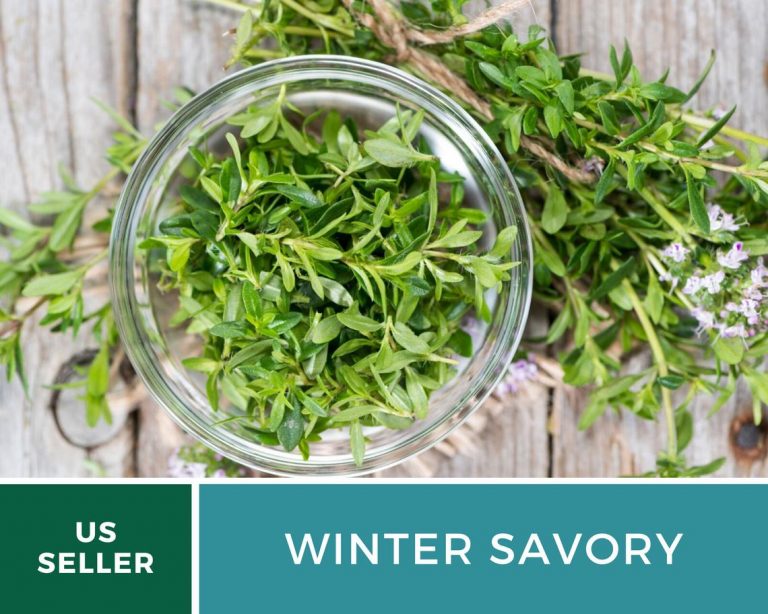 Growing Winter Savory - How to Grow, Harvest and Preserve This Herb