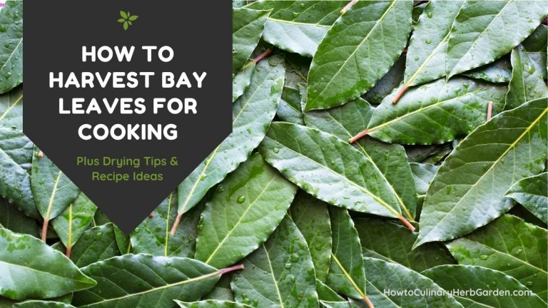 How to Harvest Bay Leaves for Cooking - Plus Drying Tips & Recipe Ideas
