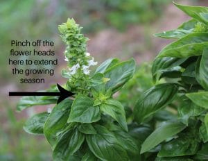 How To Harvest Fresh Basil and Preserve It For the Best Flavor