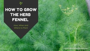 Growing The Herb Fennel - Planting, Care and Varieties For Your Garden