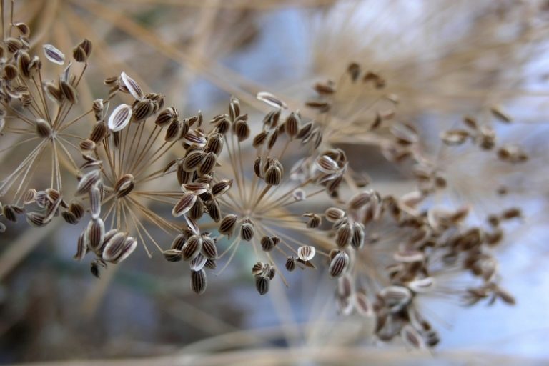 Harvest and Preserve Fennel Seeds, Fronds and Stalks
