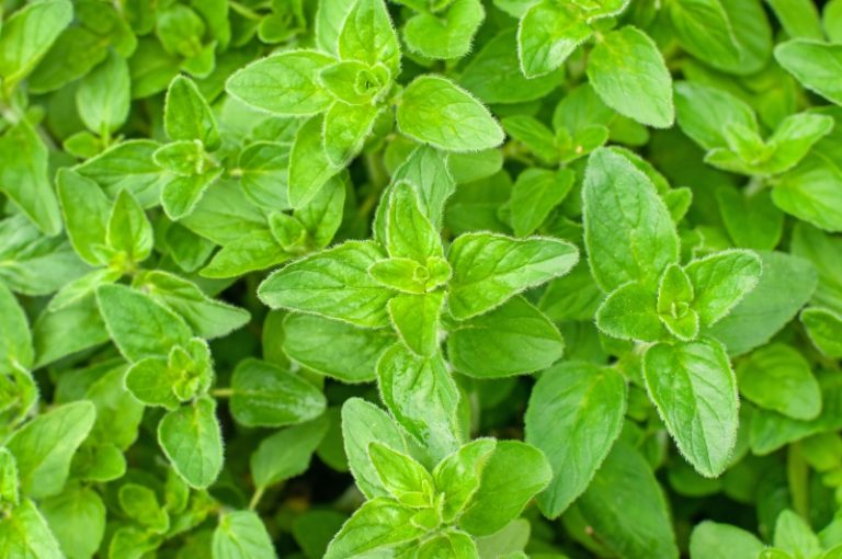 Which Herbs Make the Best Ground Cover and How to Grow Them