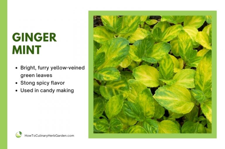 Explore The Many Different Types of Mint For The Garden And the Kitchen
