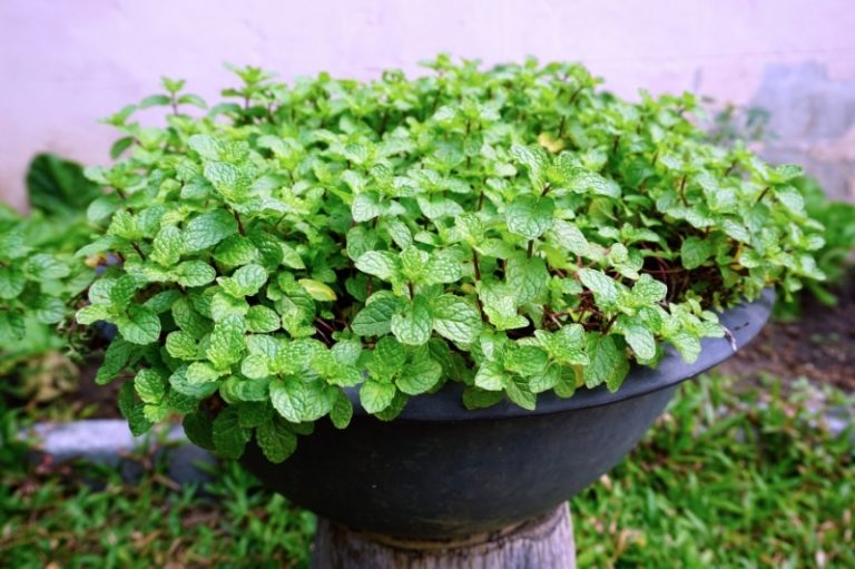 Mint Companion Plants: How To Attract Pollinators and Repel Pests