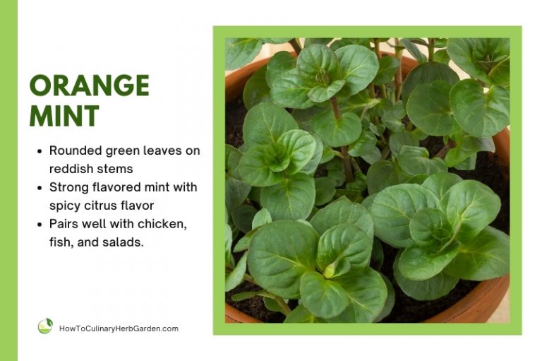 Explore The Many Different Types of Mint For The Garden And the Kitchen