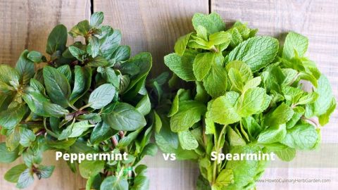 Explore The Many Different Types of Mint For The Garden And the Kitchen