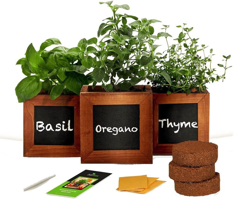 The 5 Best Indoor Herb Kits for 2022 - The Easy Way To Get Started