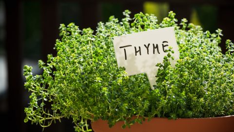 14 Varieties of Thyme: Choose Your Favorite Type For The Garden