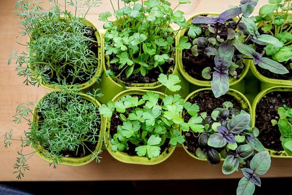 How To Build An Herb Spiral - Planning, Building, Plants and Maintenance