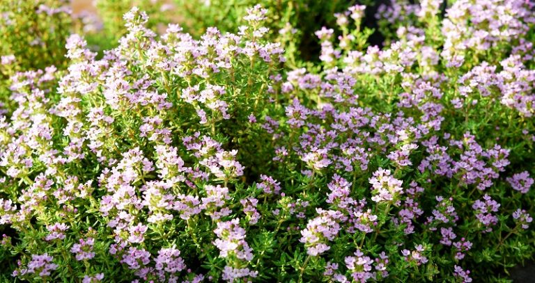 14 Varieties of Thyme: Choose Your Favorite Type For The Garden