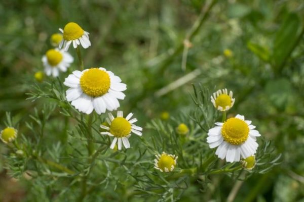How to Grow German Chamomile and Enjoy its Soothing Fragrance