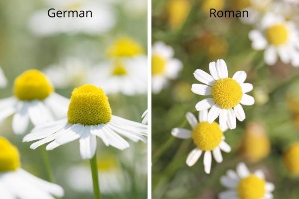 German vs. Roman Chamomile - The Differences in Habit, Form, and Use