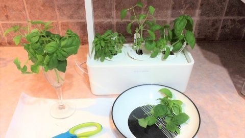 How To Prune Basil Indoors - A Demo Using Our Smart Garden
