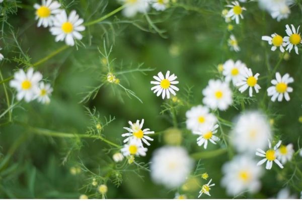 Which Herbs Make the Best Ground Cover and How to Grow Them