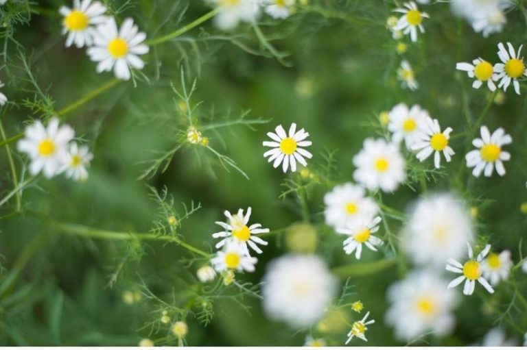 German vs. Roman Chamomile - The Differences in Habit, Form, and Use