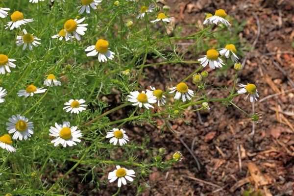 How to Grow German Chamomile and Enjoy its Soothing Fragrance