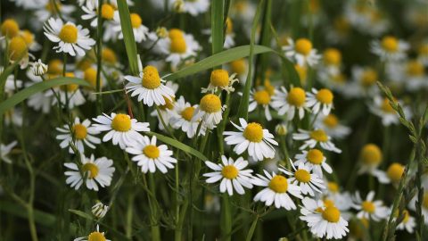 How to Grow German Chamomile and Enjoy its Soothing Fragrance
