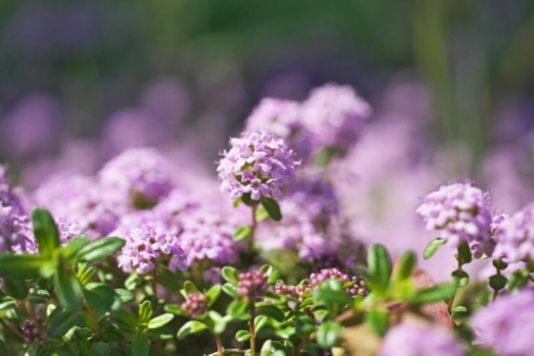 14 Varieties of Thyme: Choose Your Favorite Type For The Garden