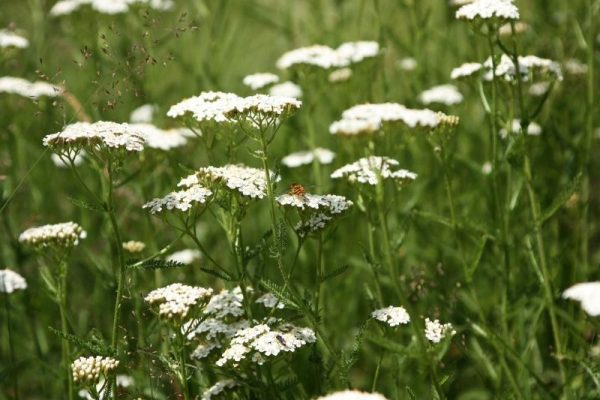 Which Herbs Make the Best Ground Cover and How to Grow Them