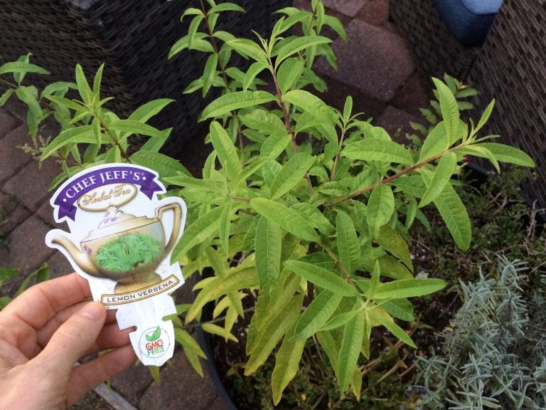 How To Grow Lemon Verbena for Fresh Citrusy Flavor and Fragrance