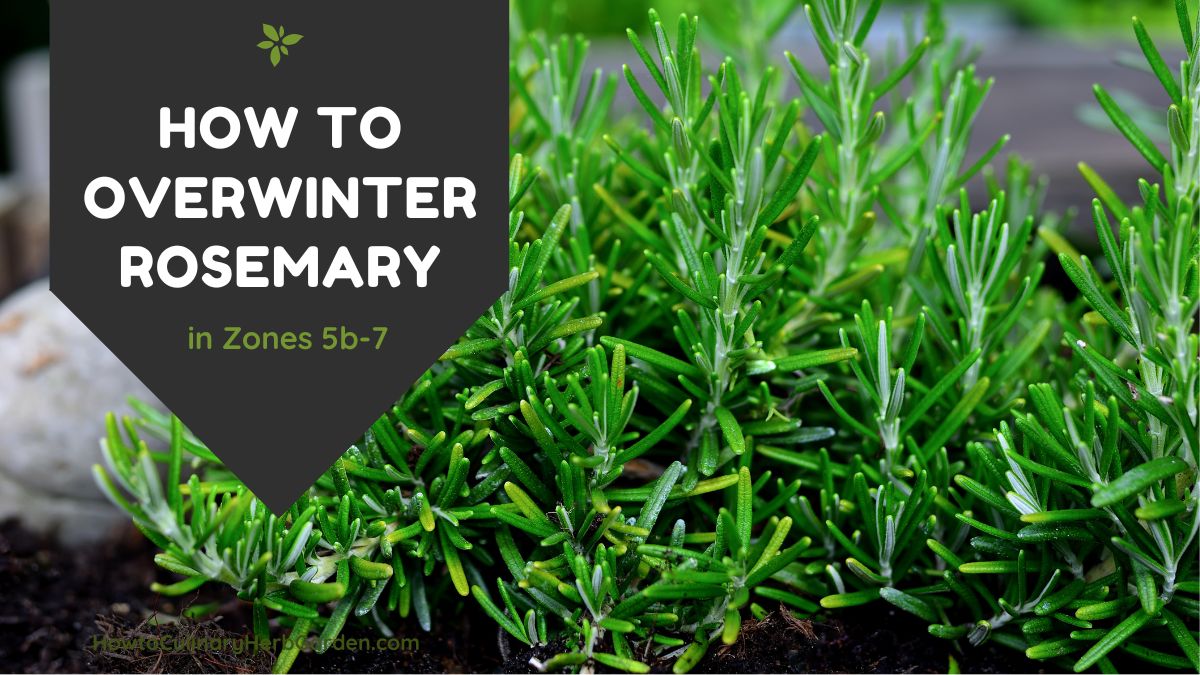 How to Overwinter Rosemary & Other Tender Perennial Herbs